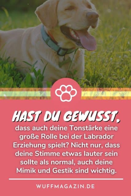 Labrador-erziehung: 8 Tipps, Um Deinen Labbi Am Besten Zu Erziehen!