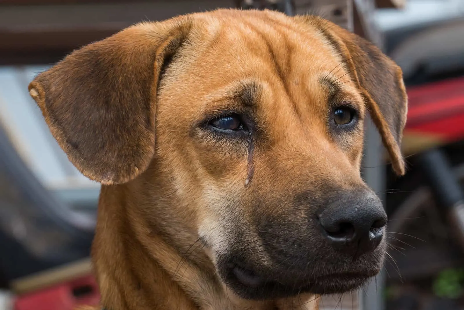 Warum Treten Tränende Augen Beim Hund Auf? - Über Ursachen Und Probleme