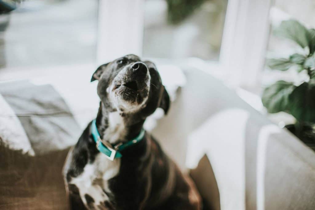 Wie Gewöhne Ich Meinem Hund Das Bellen Ab? - Die Besten Lösungen