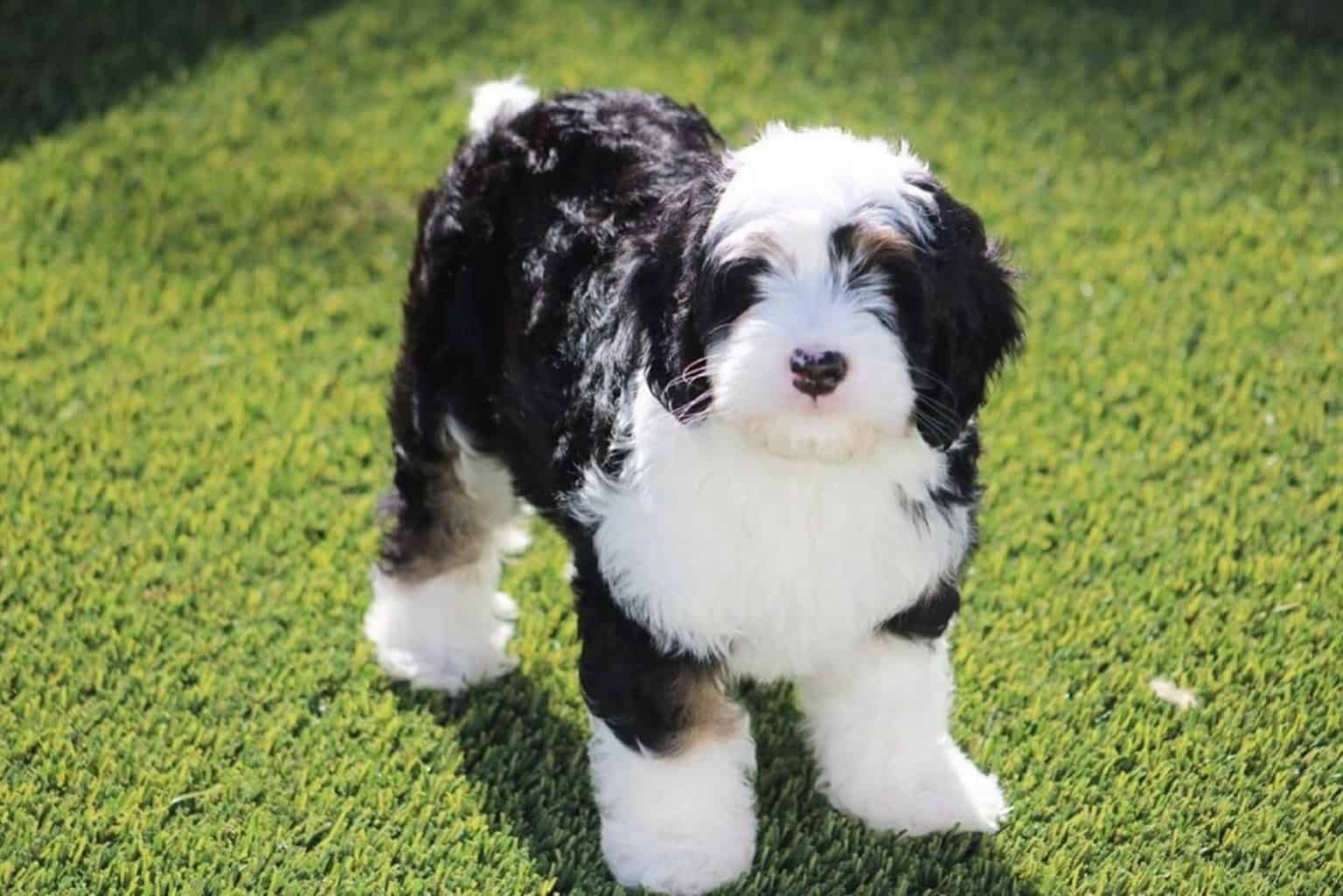 Mini Aussiedoodle: Rasseportrait der flauschigen Vierbeiner