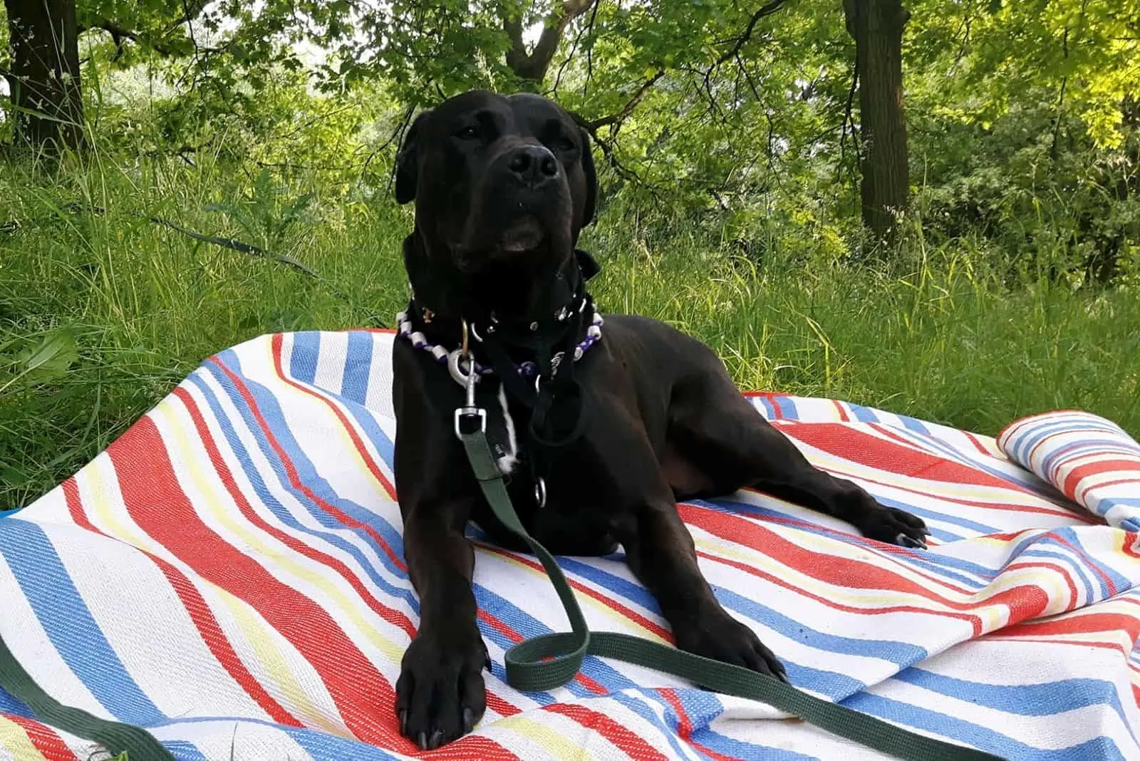 Deckentraining Hund: Wie man Hunden gutes Benehmen lehrt