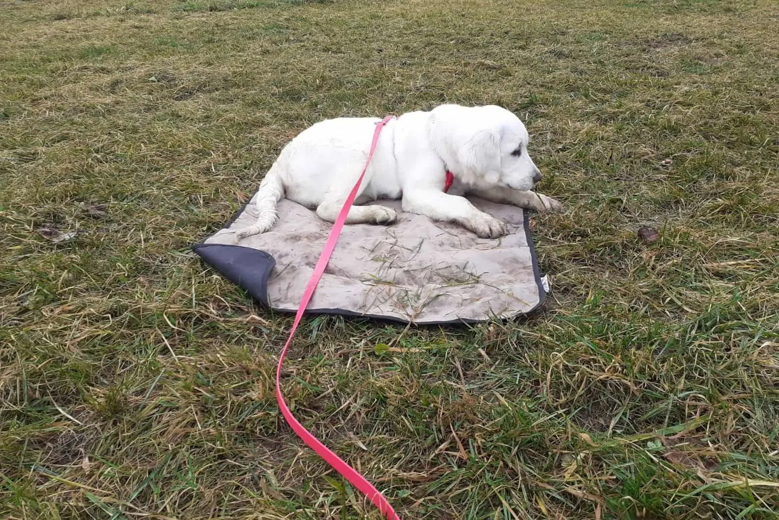 Deckentraining Hund: Wie man Hunden gutes Benehmen lehrt