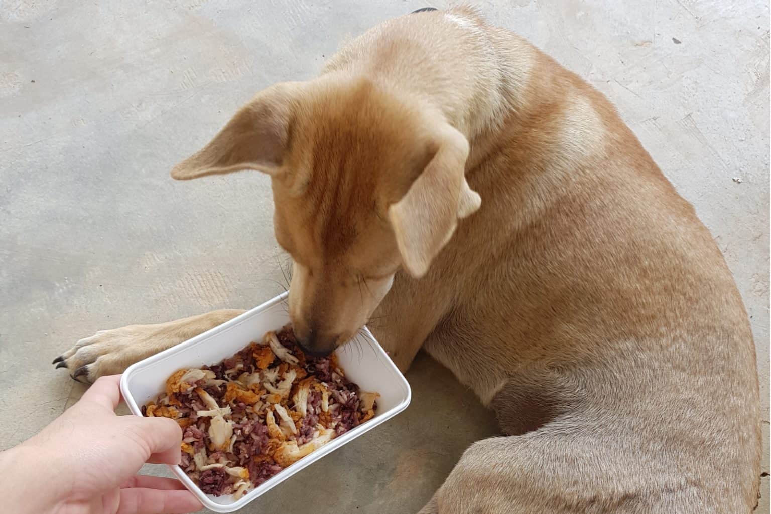 Mein alter Hund frisst nicht mehr – Was kann ich tun?