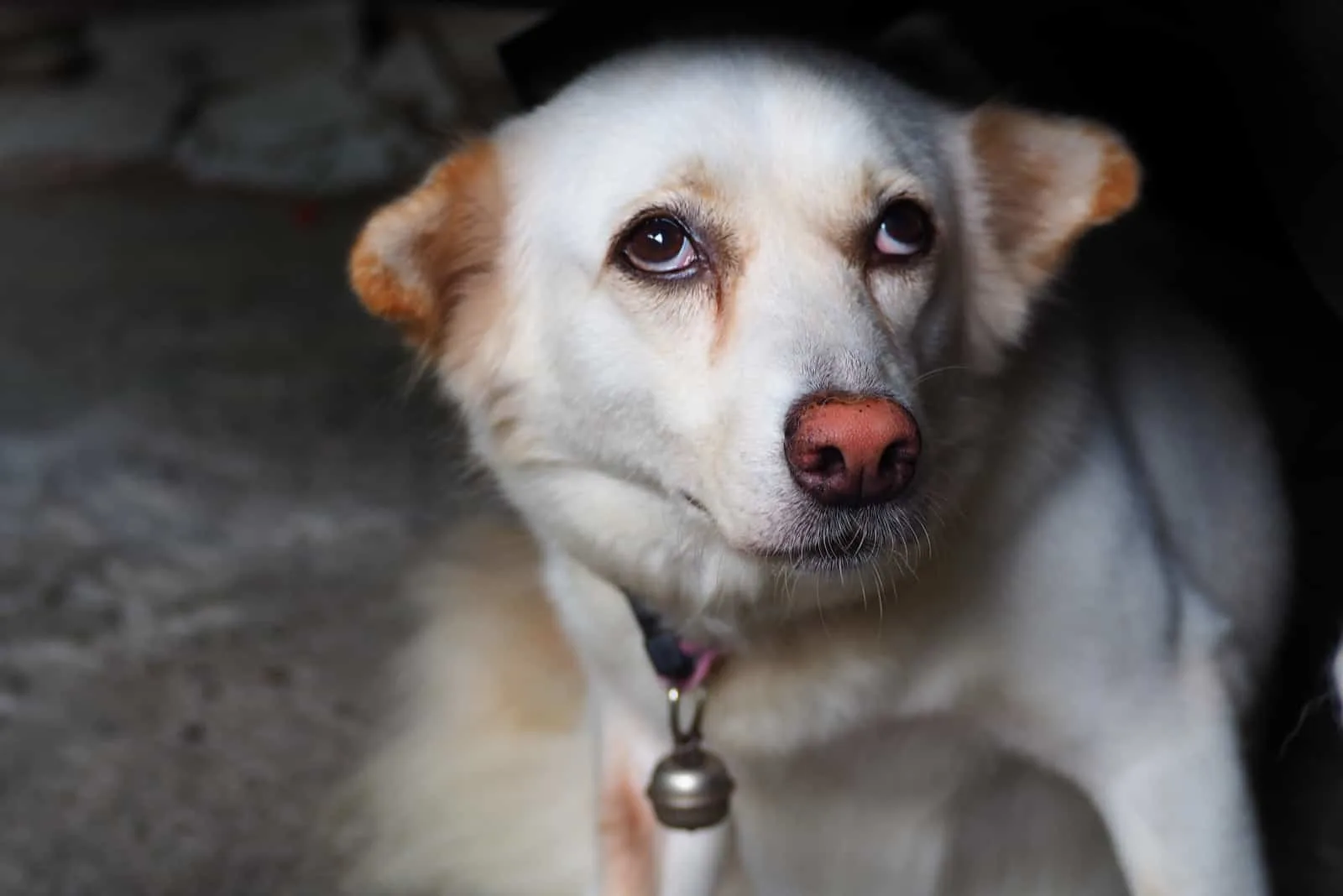 Ich habe einen Angsthund - Was nun?