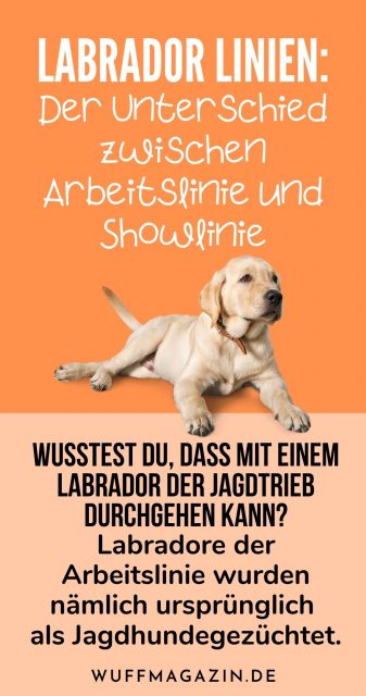 Labrador Linien: Der Unterschied zwischen Arbeitslinie und Showlinie