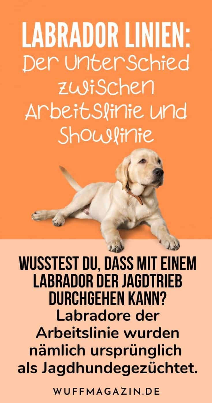 Labrador Linien: Der Unterschied zwischen Arbeitslinie und Showlinie