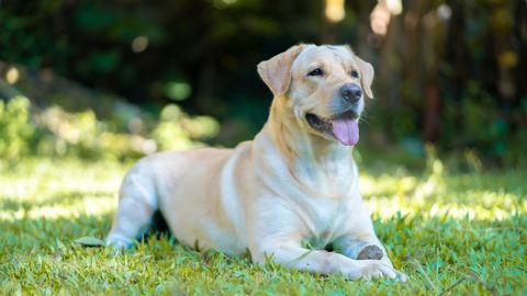Labrador Linien: Der Unterschied zwischen Arbeitslinie und Showlinie