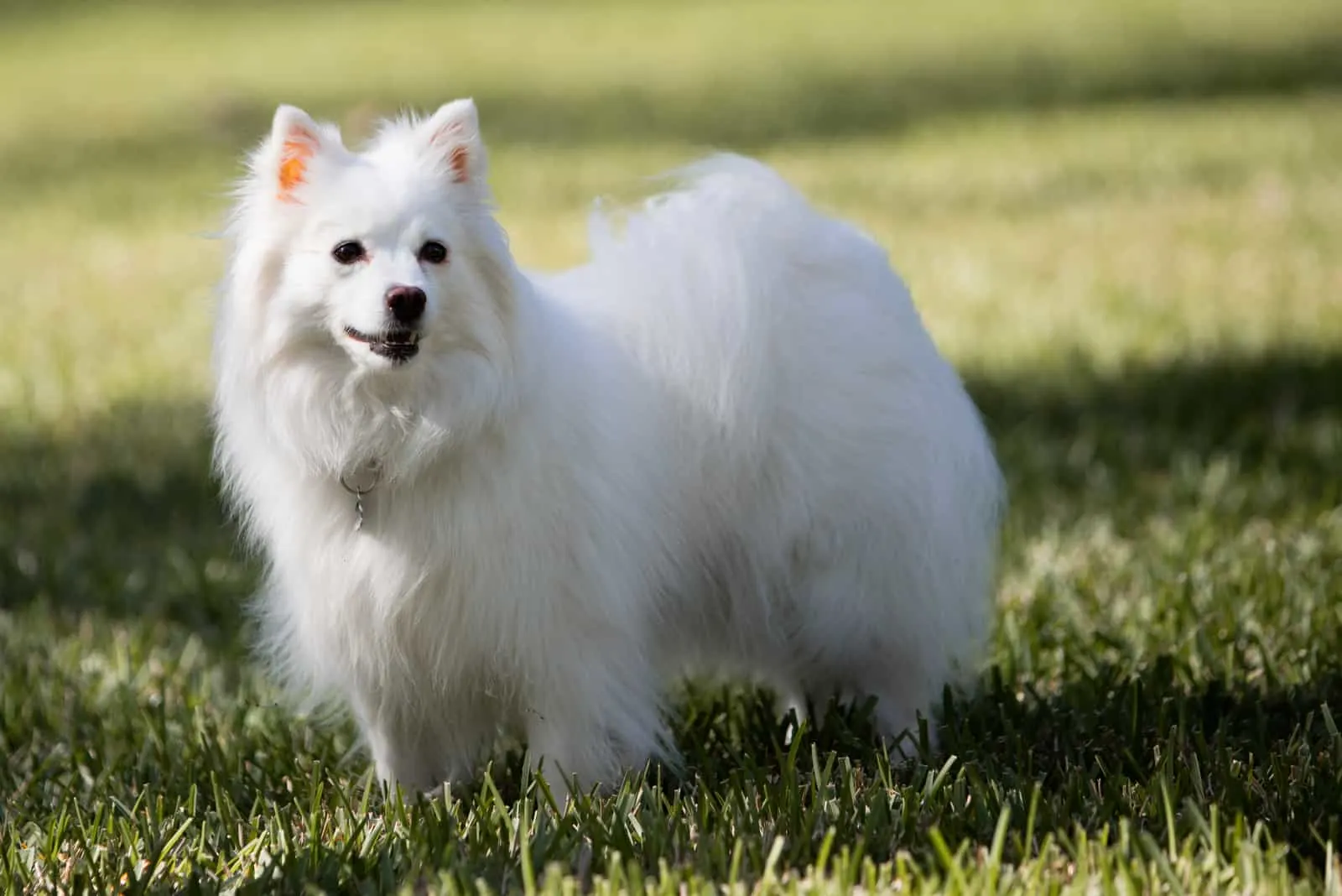 Der American Eskimo Hund: Rasseportrait