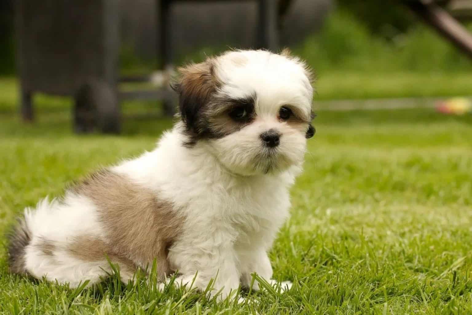 Der Kyi Leo: Aussehen, Charakter, Pflege und Erziehung