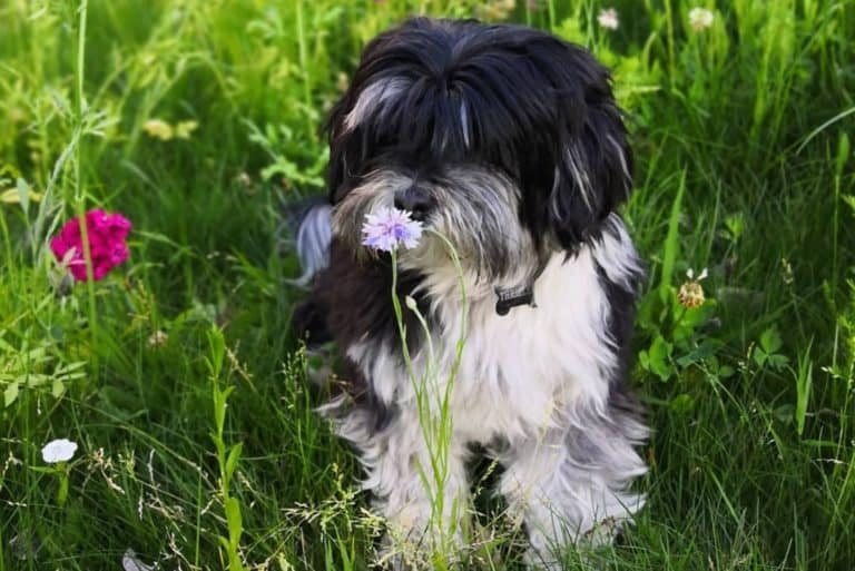 Der Kyi Leo: Aussehen, Charakter, Pflege und Erziehung