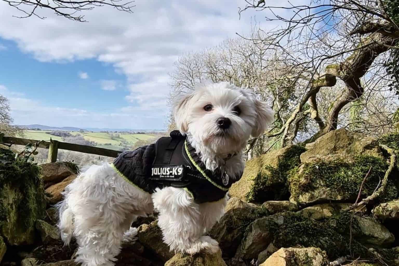 Der Kyi Leo: Aussehen, Charakter, Pflege und Erziehung