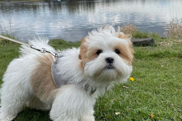 Der Kyi Leo: Aussehen, Charakter, Pflege und Erziehung