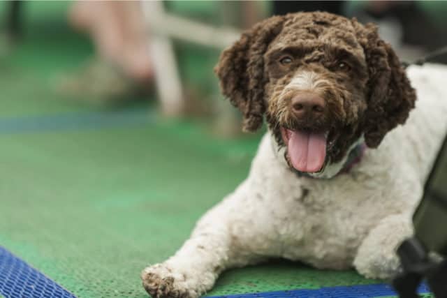 Hund Locken - Diese Hunde überzeugen mit ihrer Lockenpracht