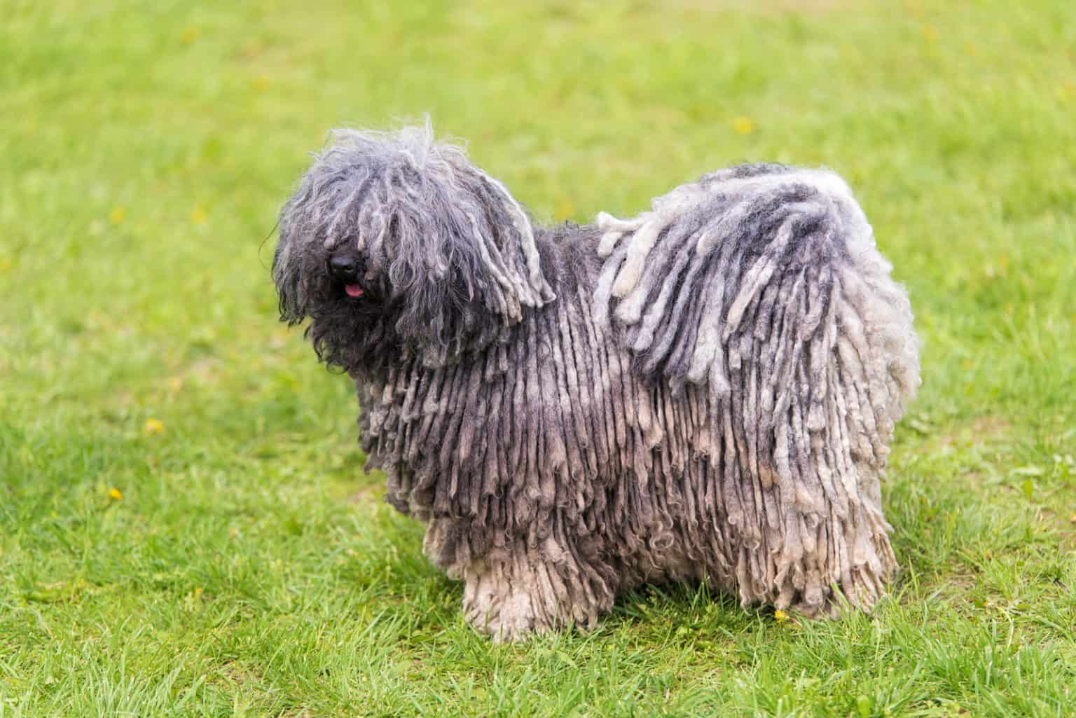 Hund Locken - Diese Hunde überzeugen mit ihrer Lockenpracht