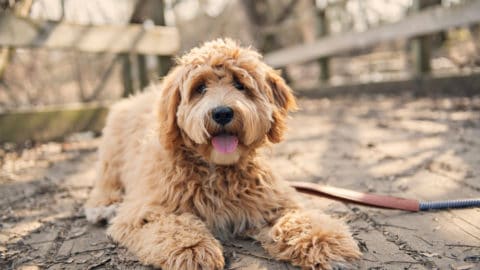 Hund Locken - Diese Hunde überzeugen mit ihrer Lockenpracht