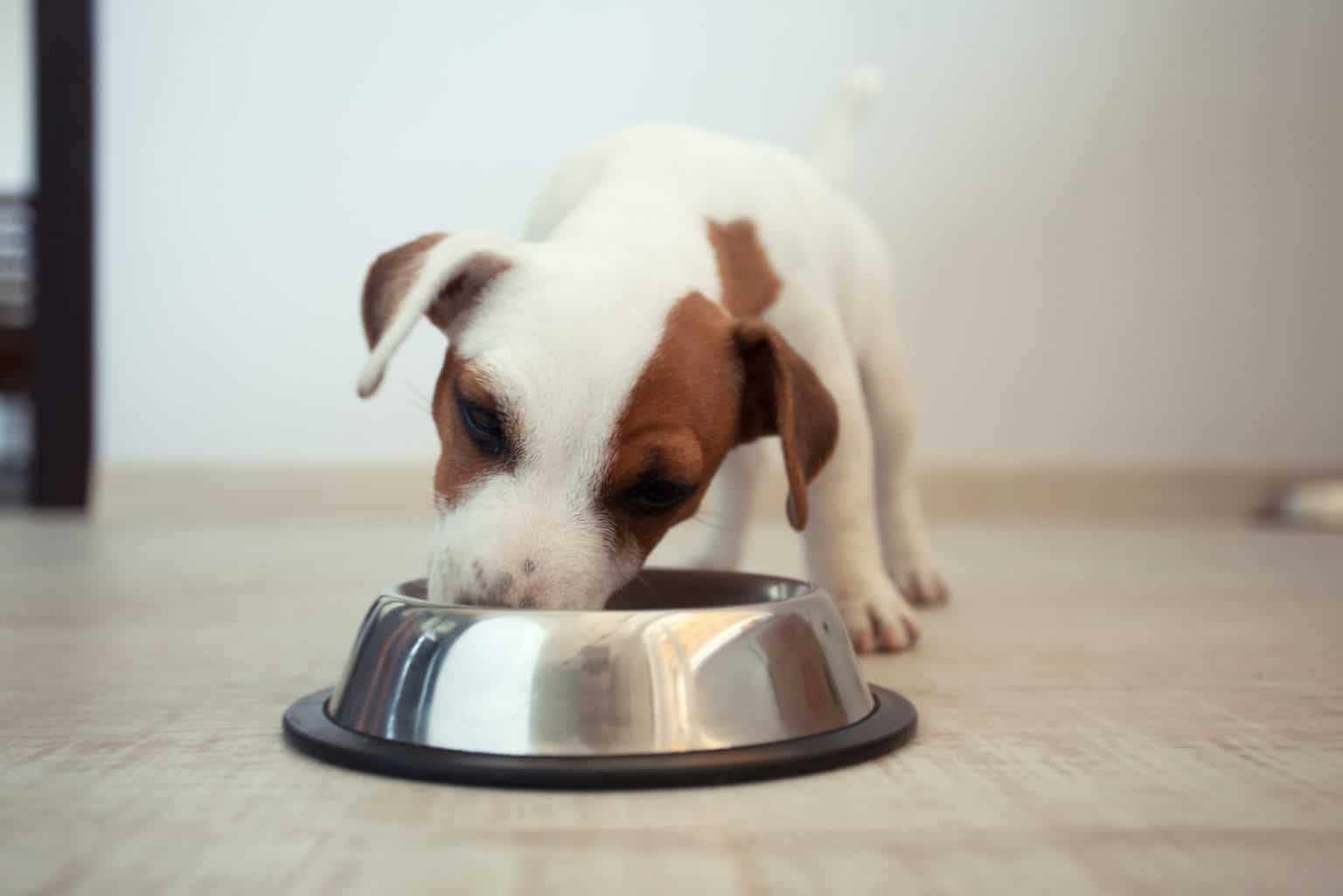 Was essen Hunde? Infos rund um die optimale Hundeernährung