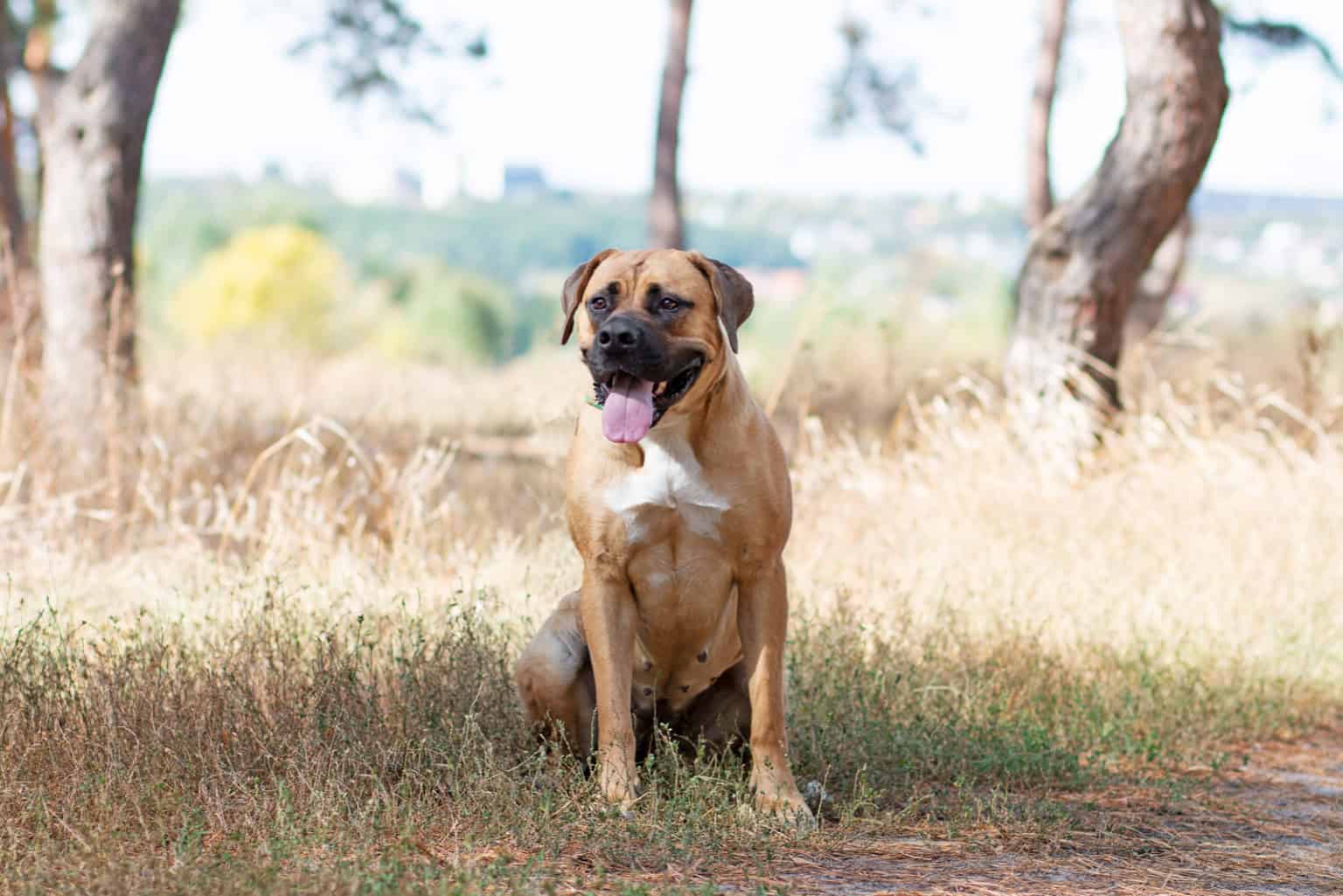Der Boerboel: Rasseportrait