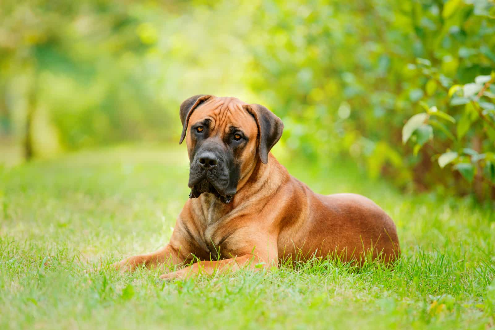 Der Boerboel: Rasseportrait