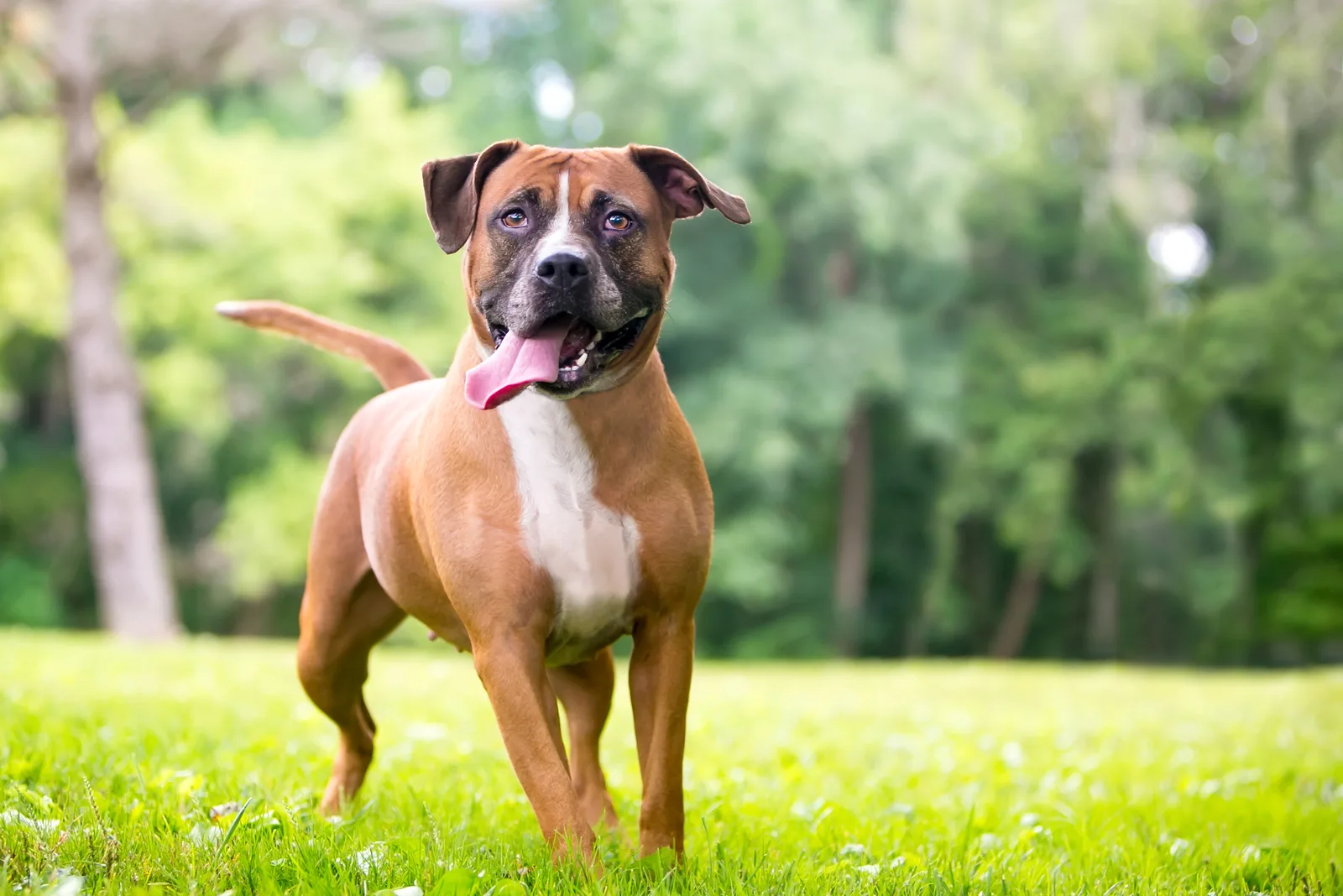 Der Bandog: Alles rund um den Kettenhund