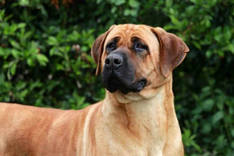 Der Bandog: Alles rund um den Kettenhund