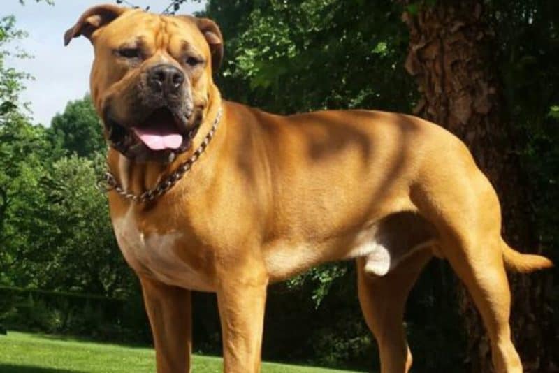 Der Bandog: Alles rund um den Kettenhund