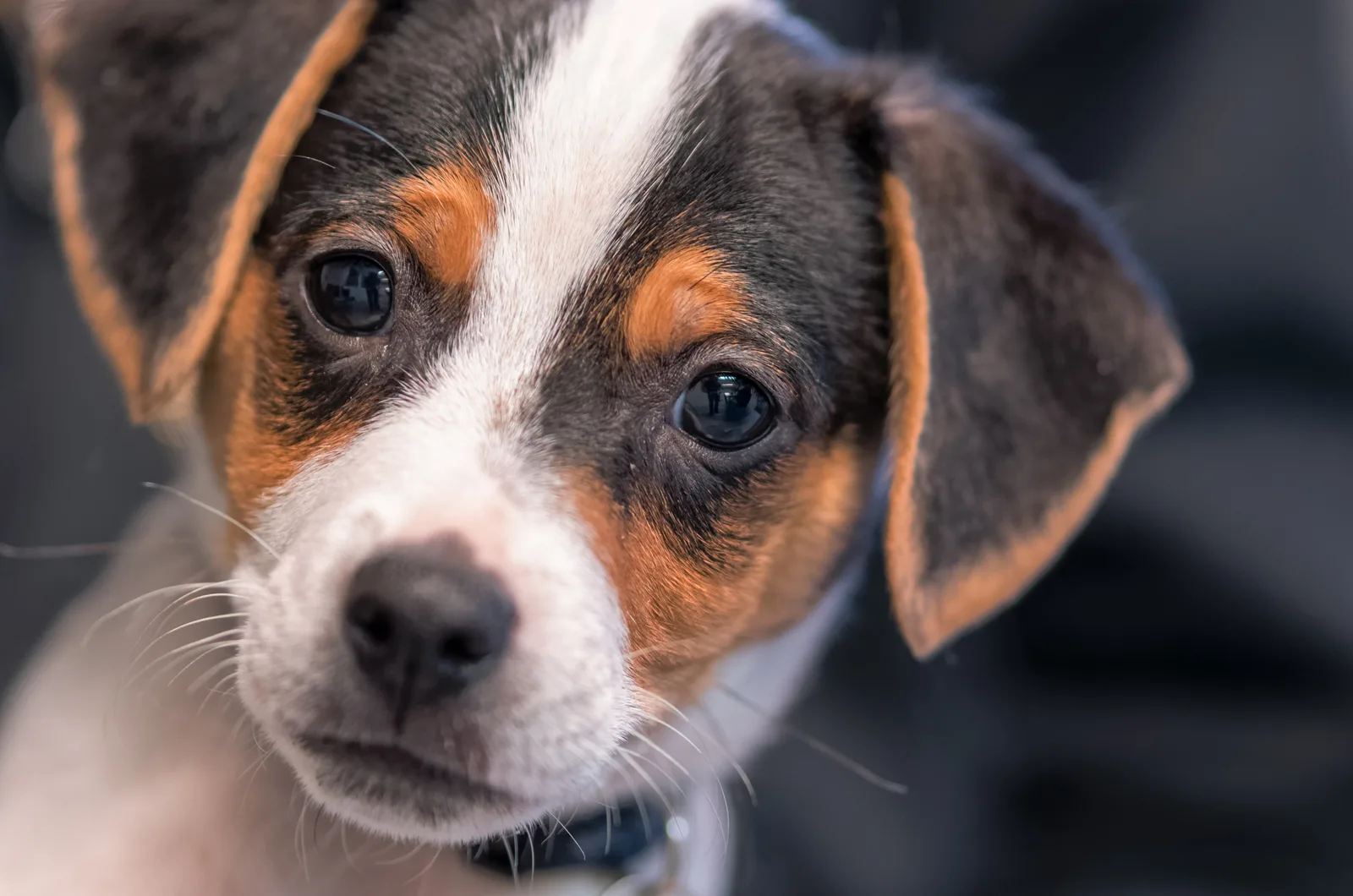 Der Dansk Svensk-Gardhund – Rasseportrait