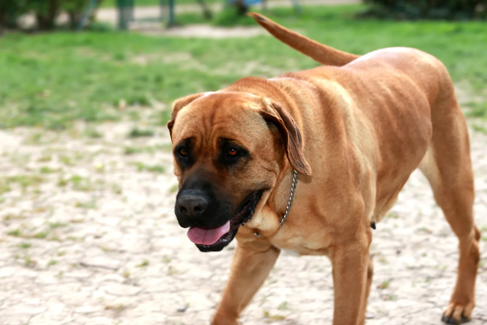 Der Bandog: Alles rund um den Kettenhund