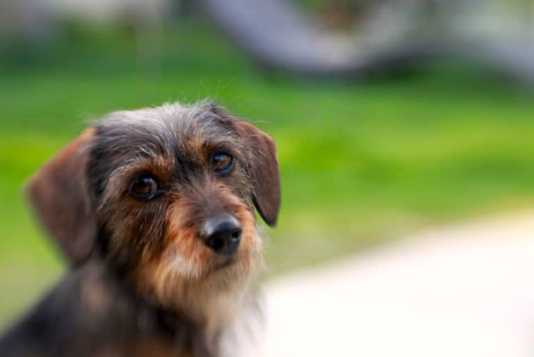 Pudel Mix: Die Beliebtesten Pudel Mischlinge