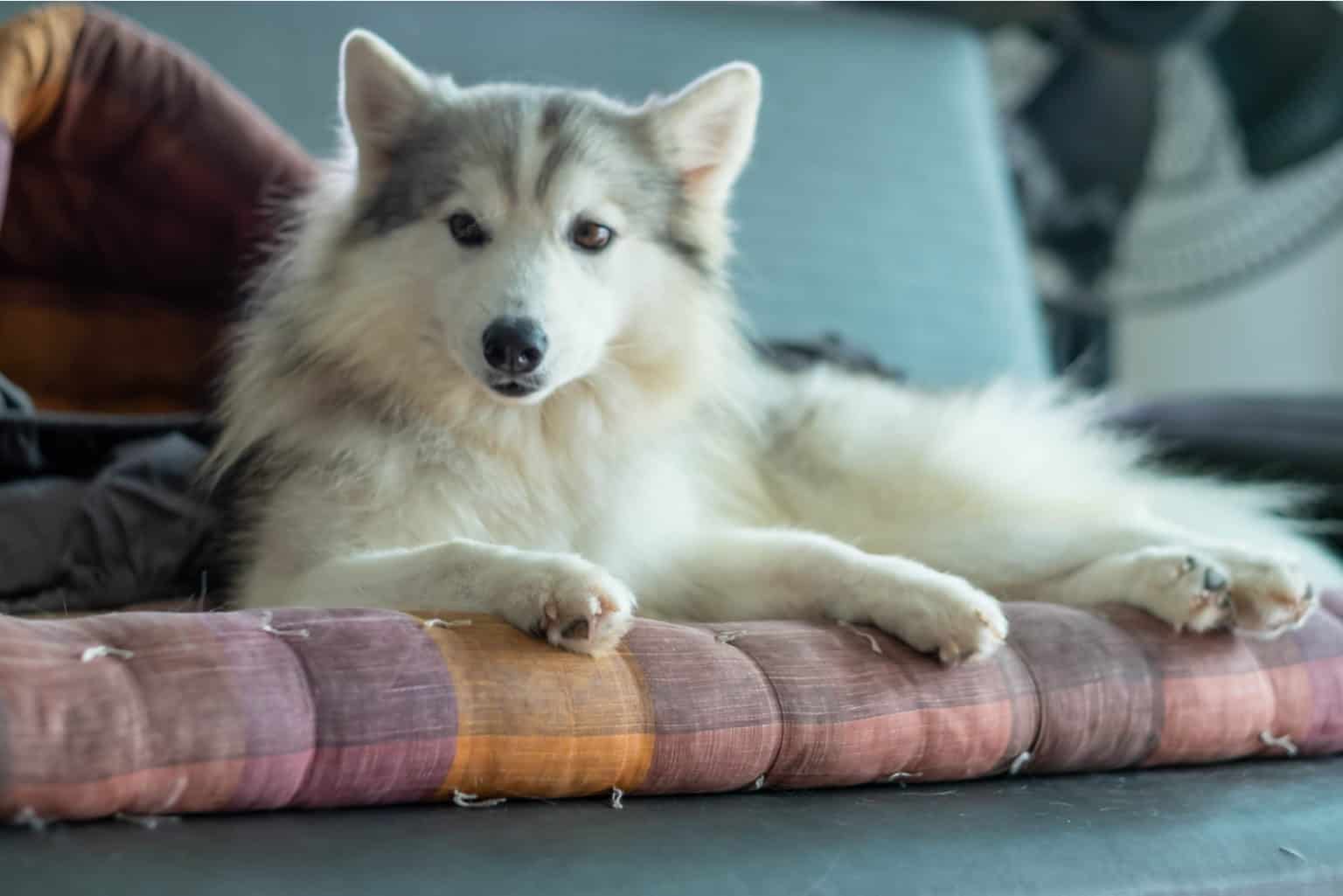 Pudel Mix: Die Beliebtesten Pudel Mischlinge