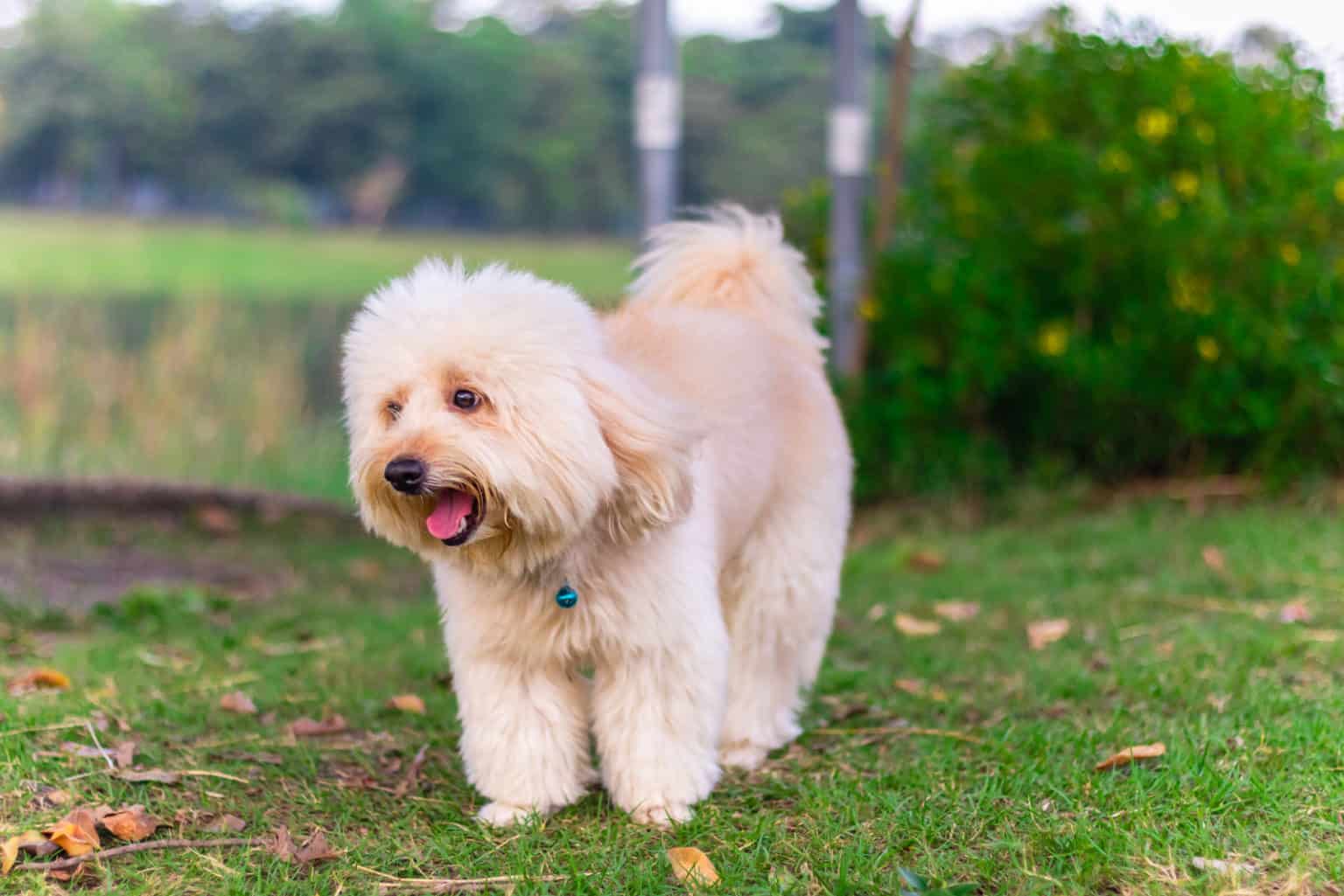 Pudel Mix: Die Beliebtesten Pudel Mischlinge