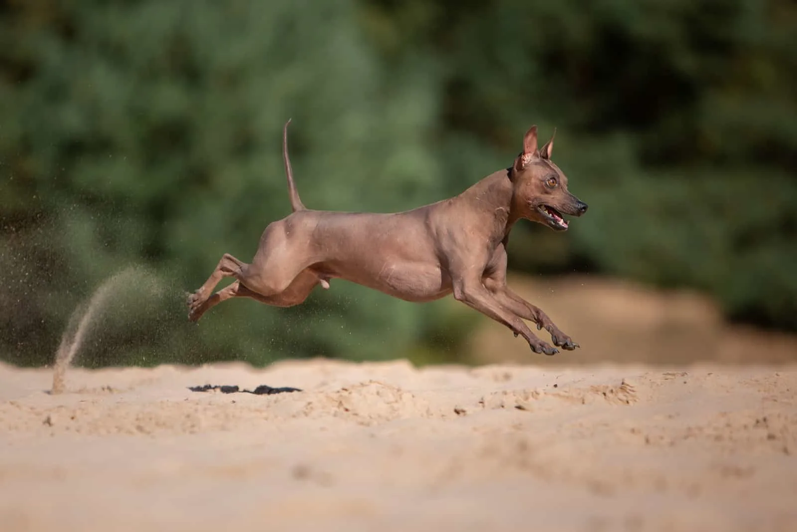 Nackthunde ‒ nicht nur zottige Hunde sind unwiderstehlich