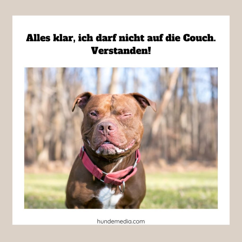 Die lustigste Sammlung von Wuff bis LOL Hunde-Memes