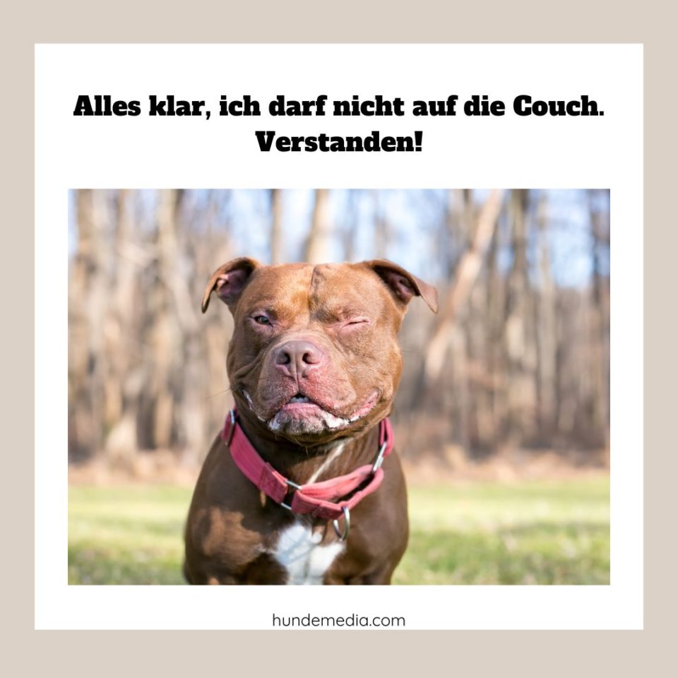 Die lustigste Sammlung von Wuff bis LOL Hunde-Memes