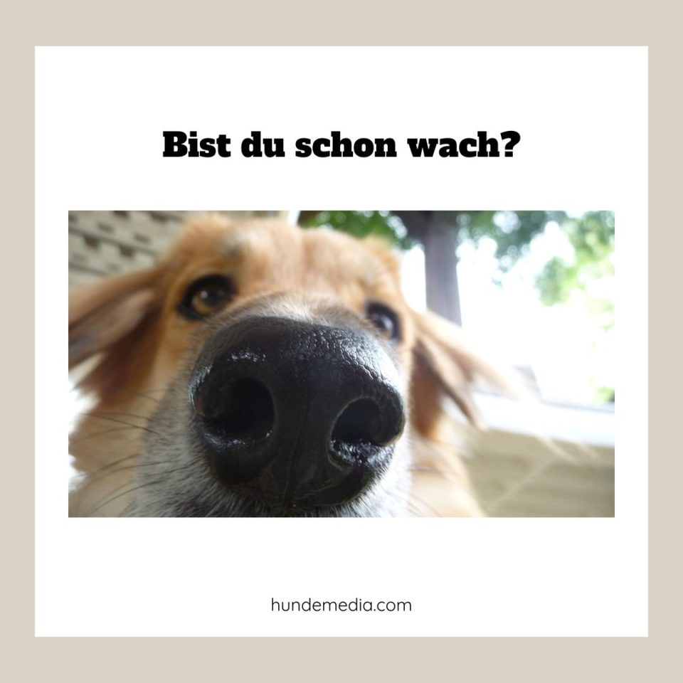 Die lustigste Sammlung von Wuff bis LOL Hunde-Memes