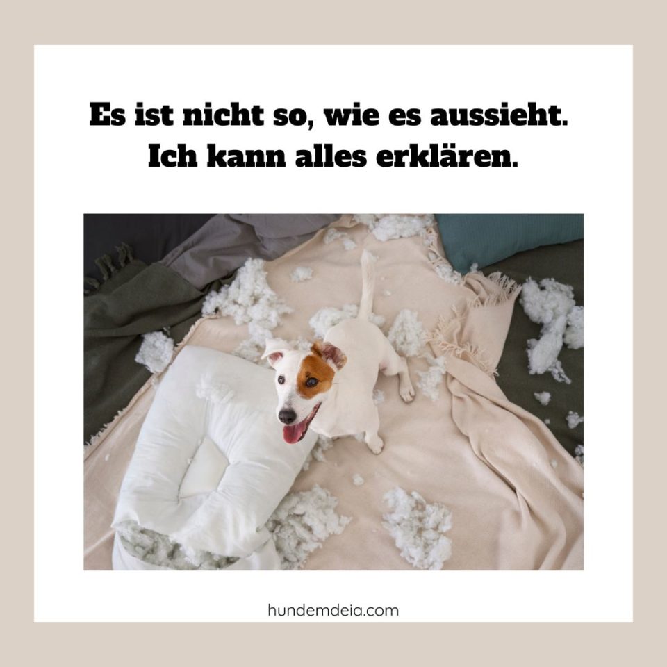 Die lustigste Sammlung von Wuff bis LOL Hunde-Memes