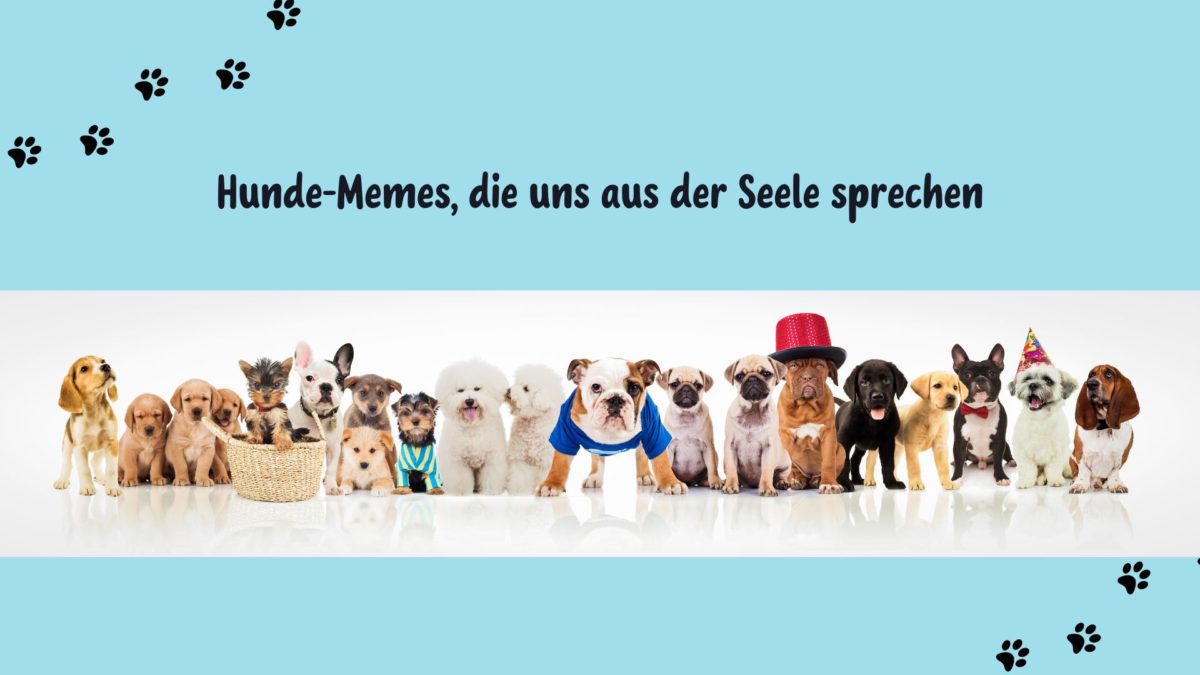 Die lustigste Sammlung von Wuff bis LOL Hunde-Memes