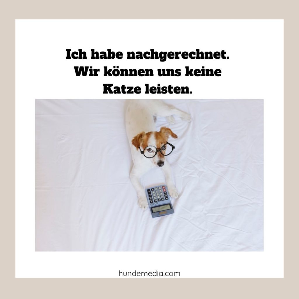 Die lustigste Sammlung von Wuff bis LOL Hunde-Memes