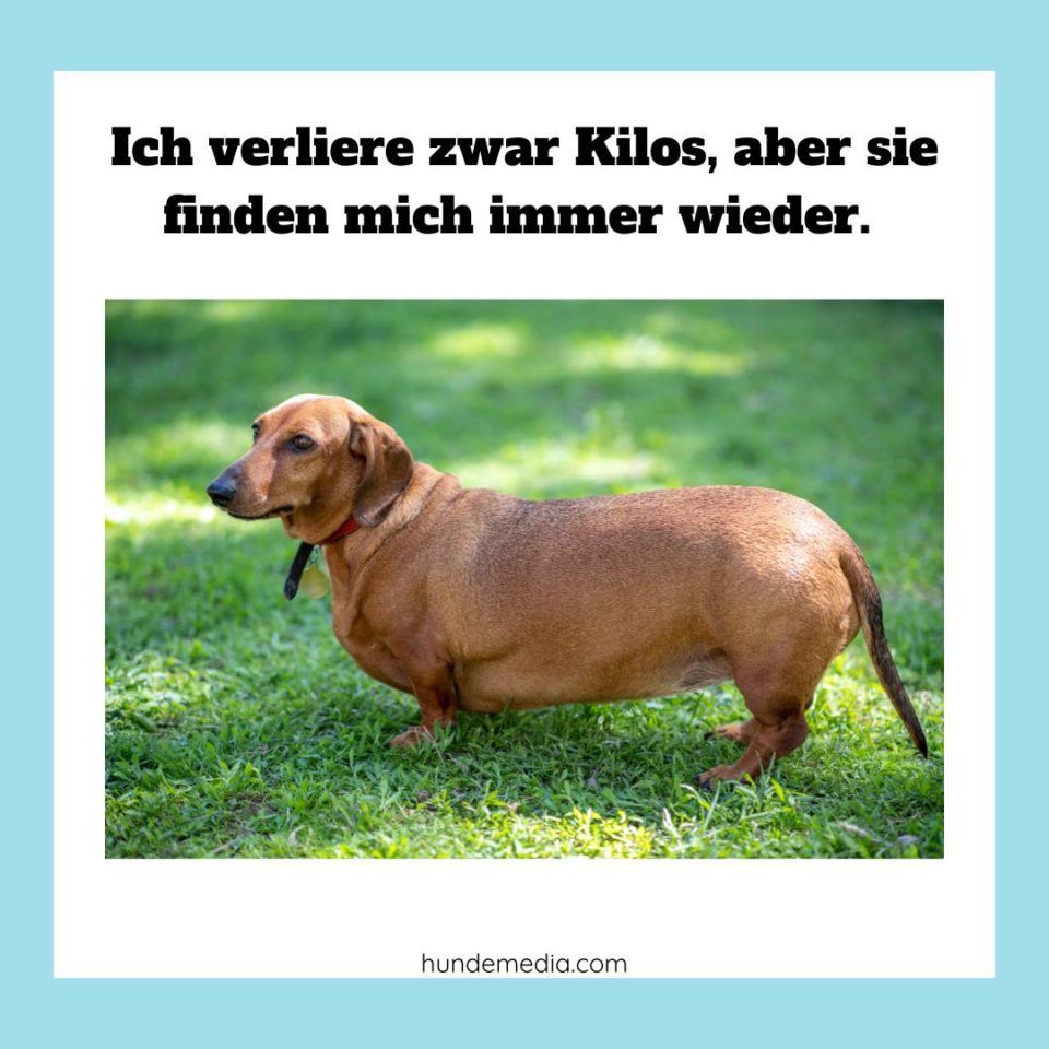 Hunde-Memes, die uns aus der Seele sprechen