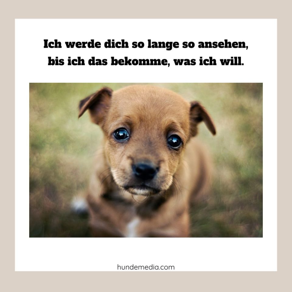 Die lustigste Sammlung von Wuff bis LOL Hunde-Memes