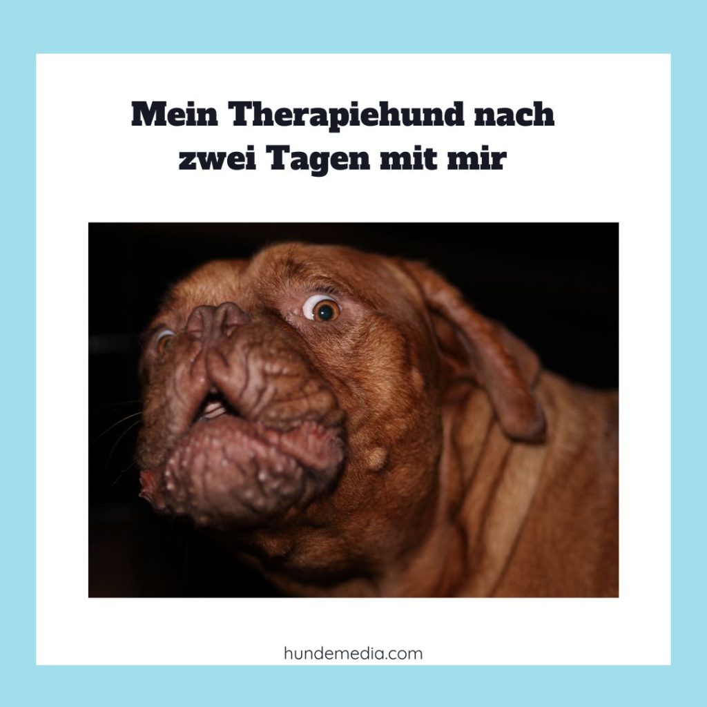 Hunde-Memes, die uns aus der Seele sprechen