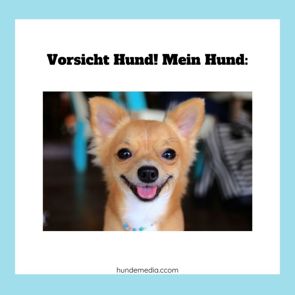 Hunde-Memes, die uns aus der Seele sprechen
