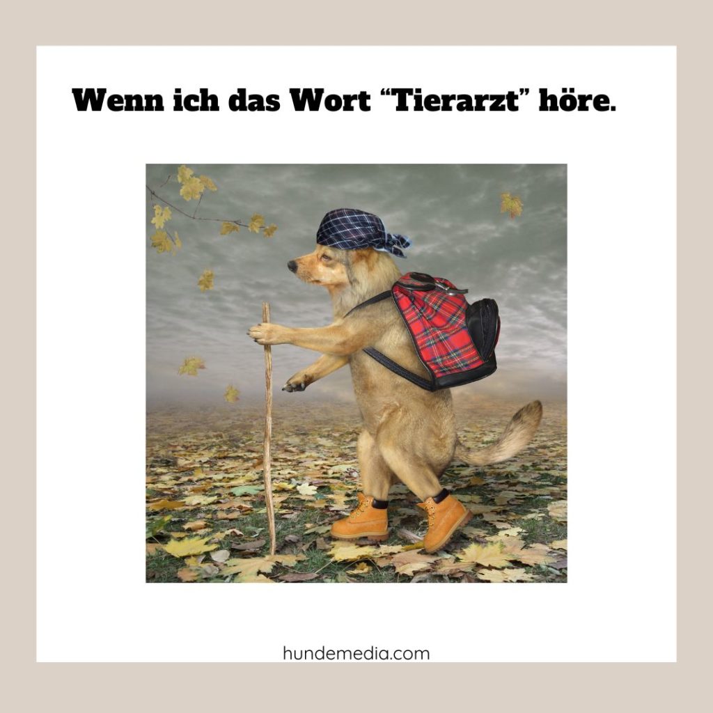 Die lustigste Sammlung von Wuff bis LOL Hunde-Memes