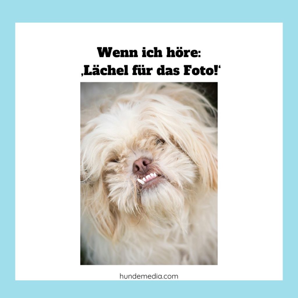 Hunde-Memes, die uns aus der Seele sprechen