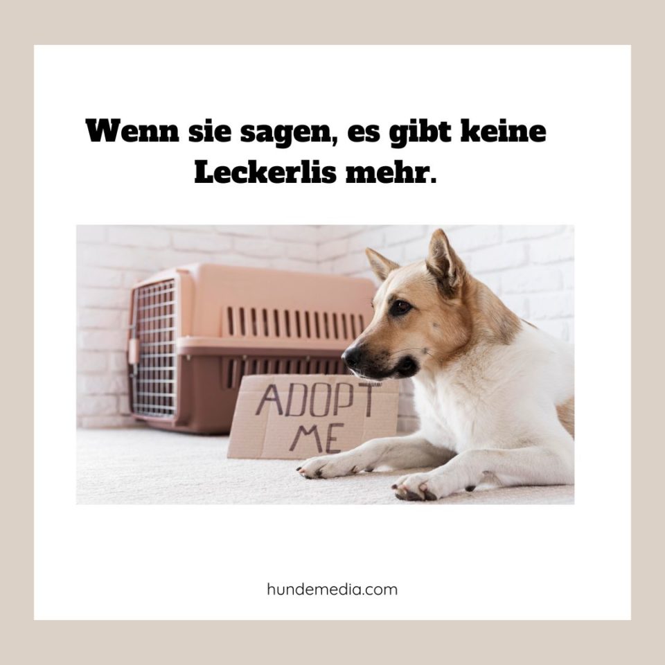 Die lustigste Sammlung von Wuff bis LOL Hunde-Memes