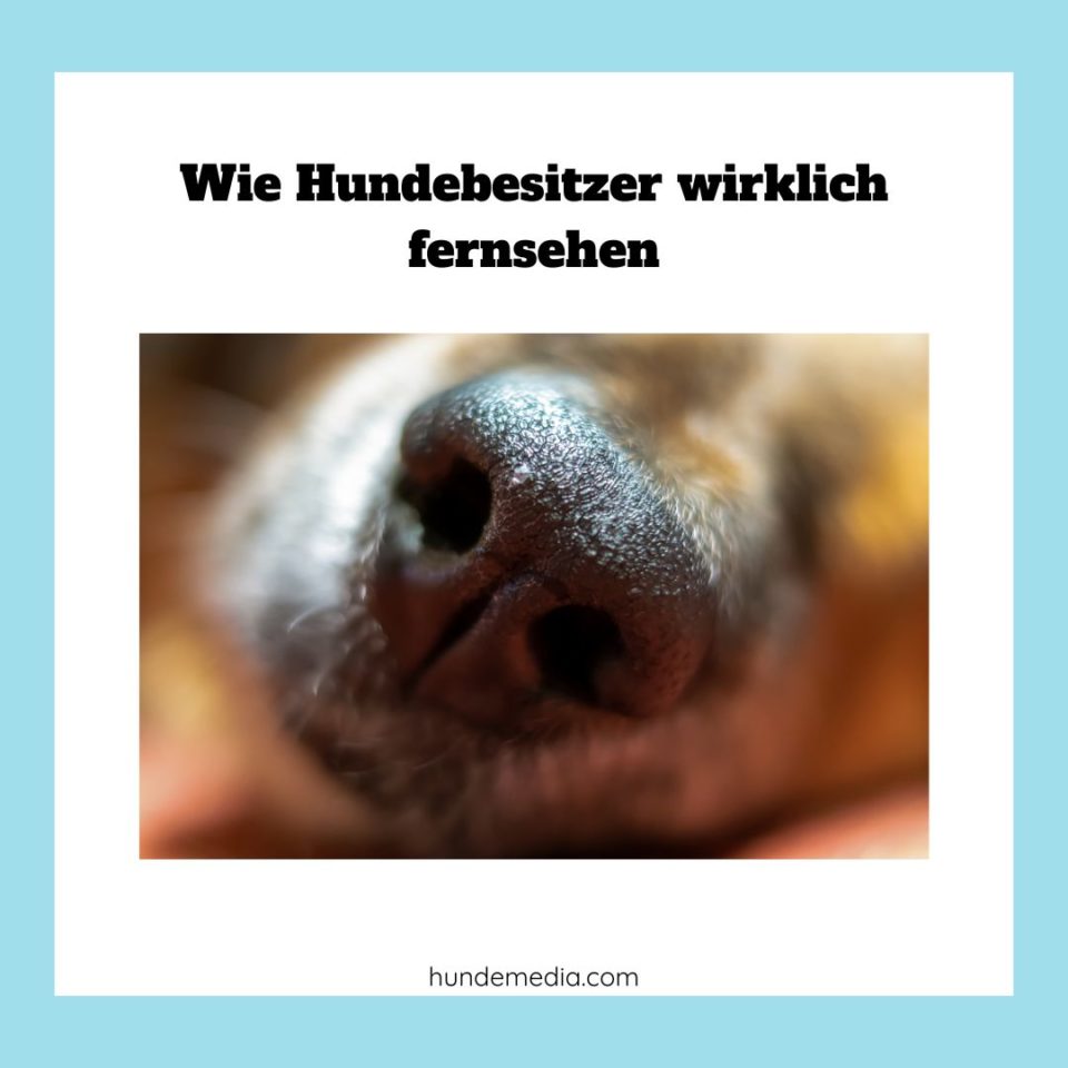 Hunde-Memes, die uns aus der Seele sprechen